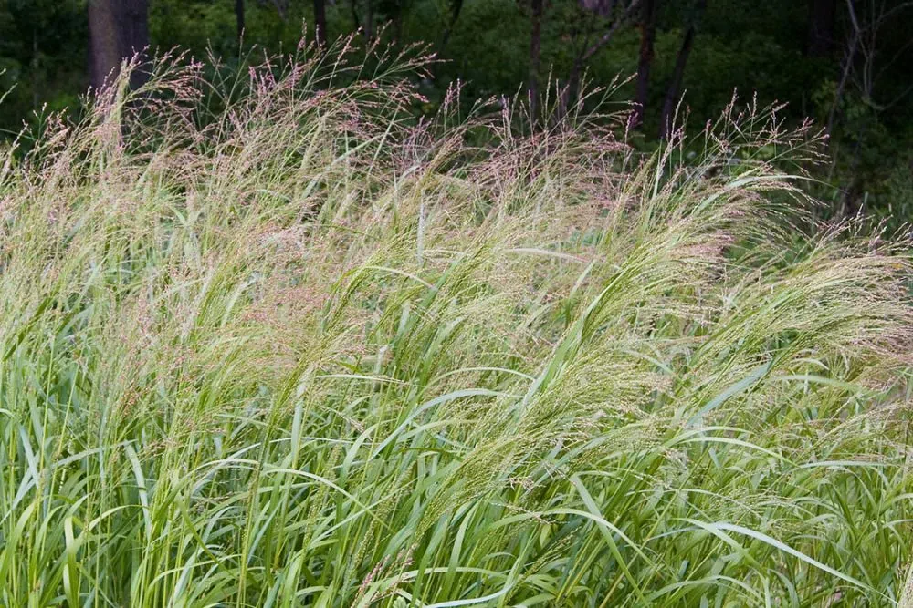Panicum virgatum, Switchgrass – Dallas County Master Gardeners Association